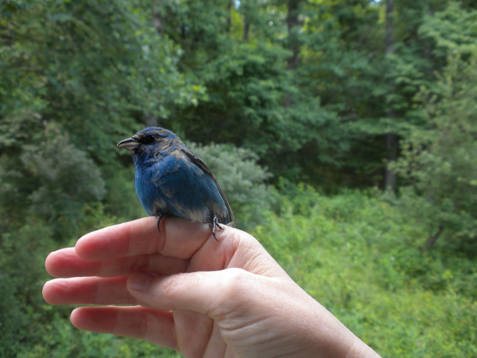 Labyrinth Gal: Baby Bluebird of Happiness