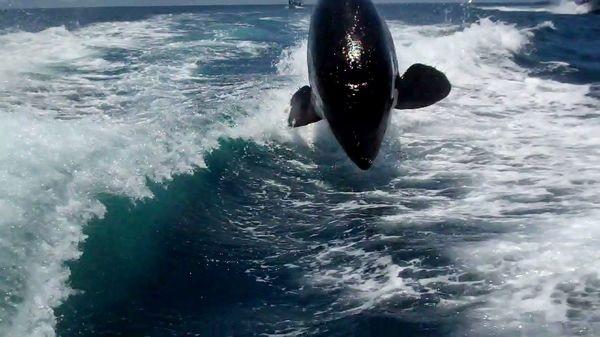 White Wolf : 'Whale' of a tale: Couple captures incredible video of ...