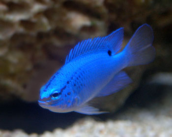 Fish N Tips: Temperament - Salt Water Fish
