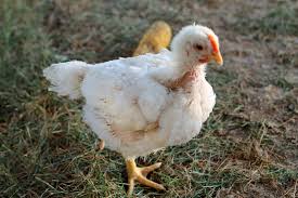 45 Days Old Chick Care Guides: 2016