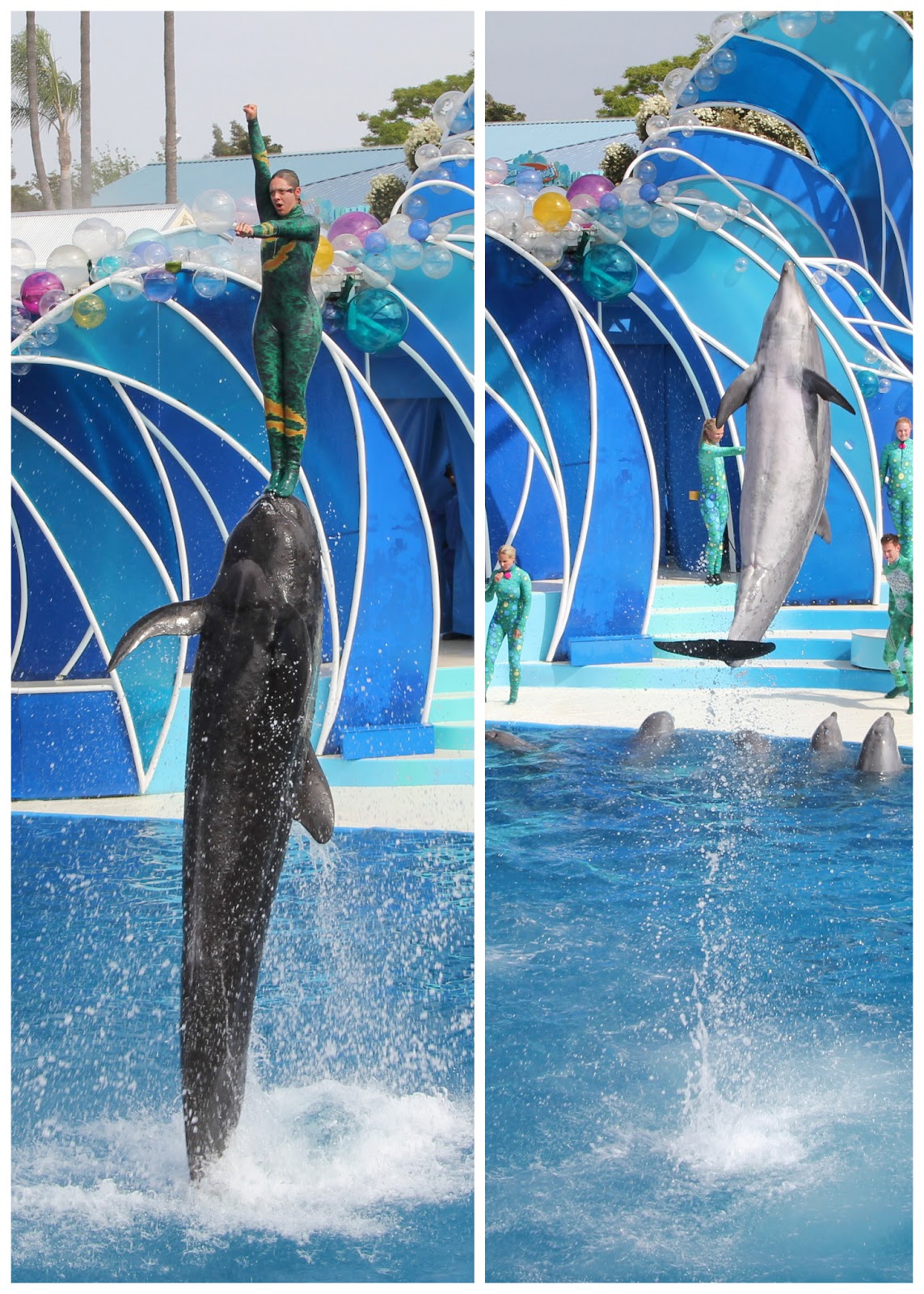 Like A Fat Kid Loves Cake: Sea World: Dolphin and Shamu Shows