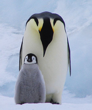 Emperor Penguin | Info and Photos | The Wildlife