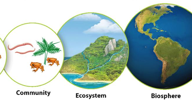 5th GRADE: Natural Sciences: UNIT 5 - LEVELS OF ECOLOGICAL ORGANIZATION