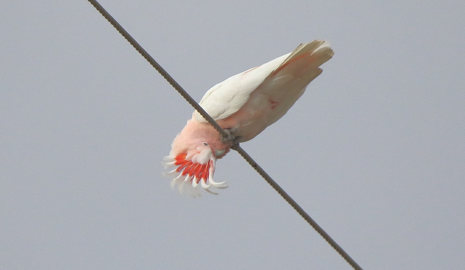 Richard Waring's Birds of Australia: A few photos of Major Mitchell ...