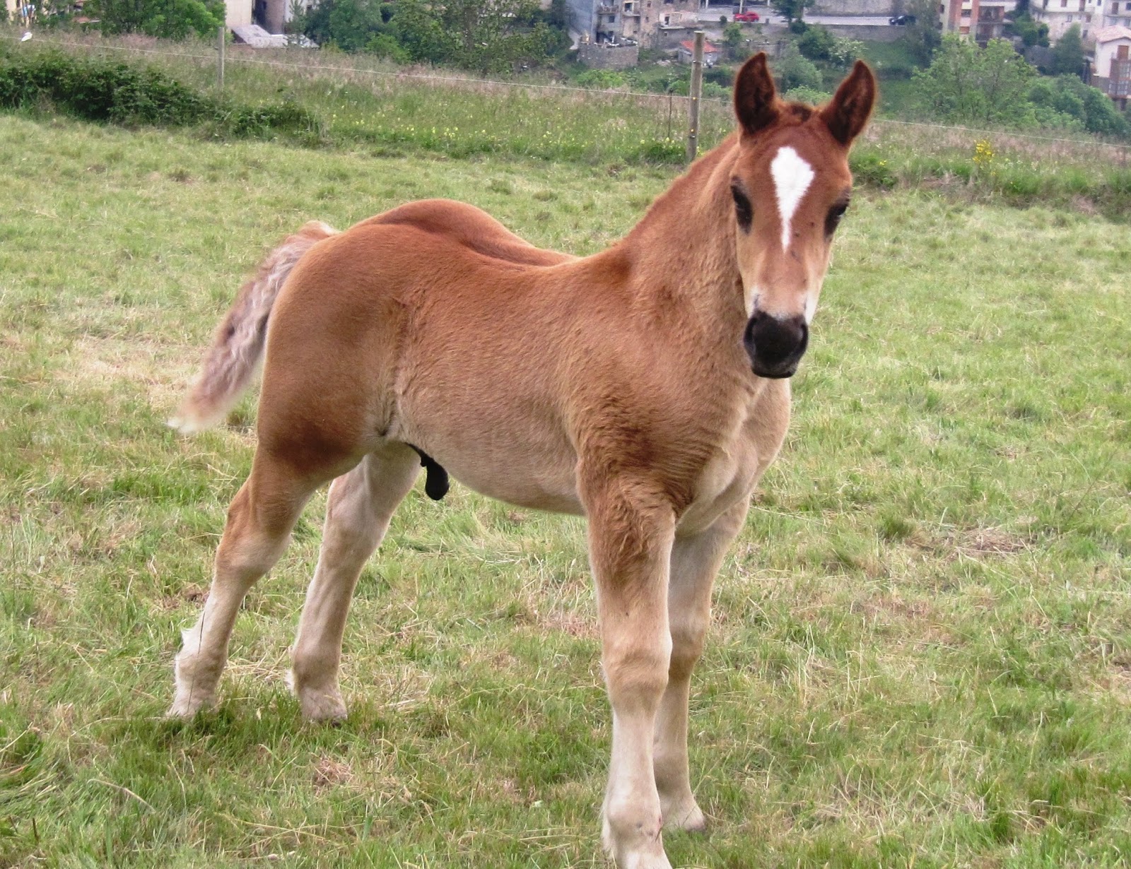 cavall pirinenc catala: Anar creixent