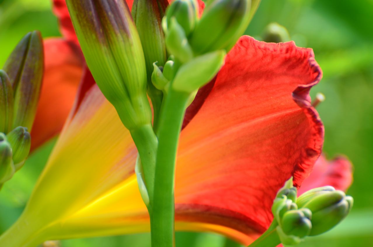 Flower Hill Farm: Fiery Orange Rising Reflecting Giving Life
