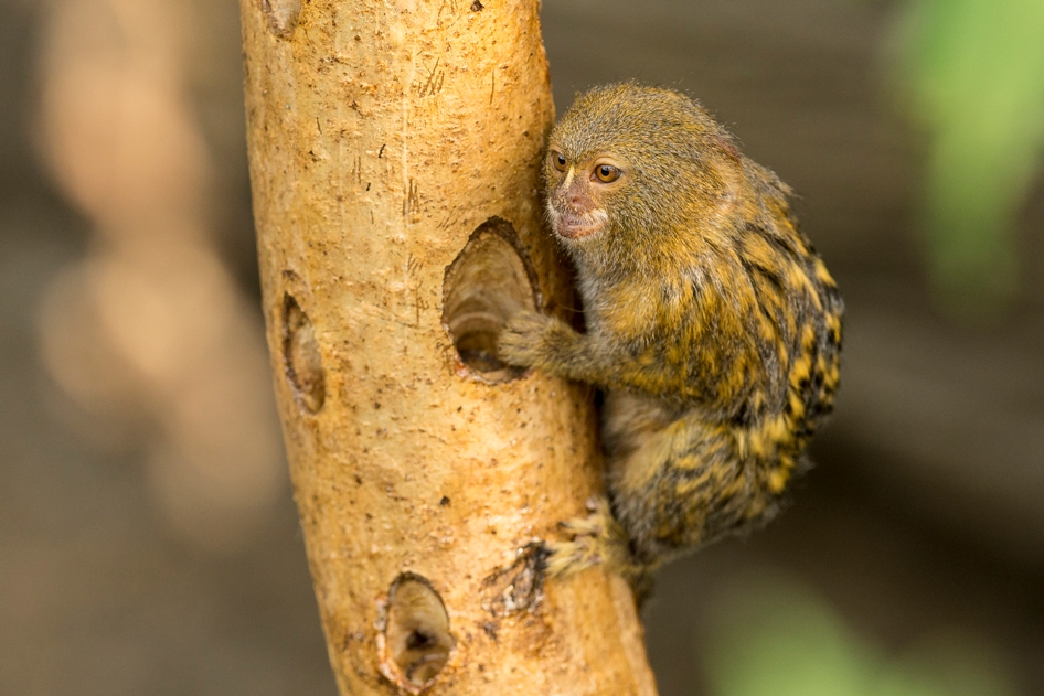 First look inside Marwell Zoo's ‘Energy for Life’ Tropical House ...