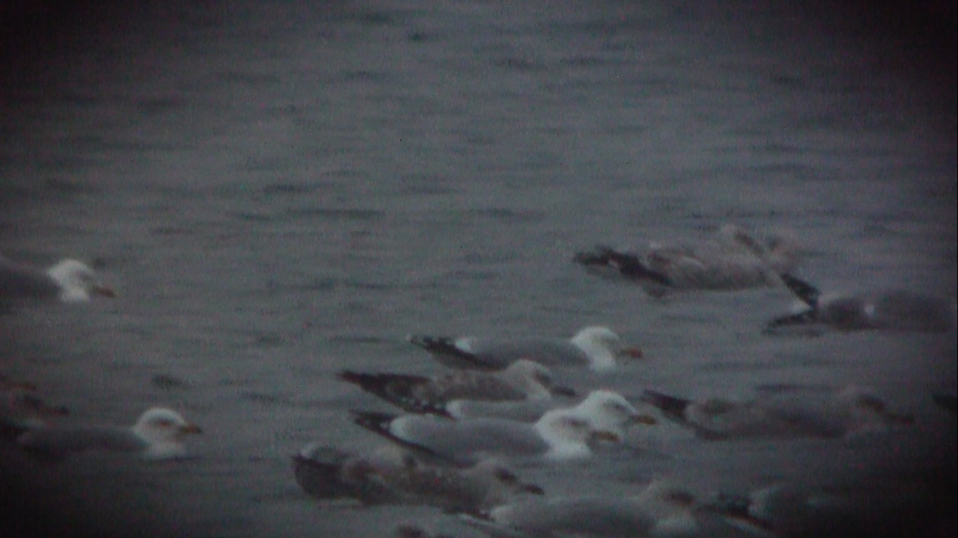 Zac Hinchcliffe's Birding Blog: Casp(s???) - Hoveringham Lake, Notts ...