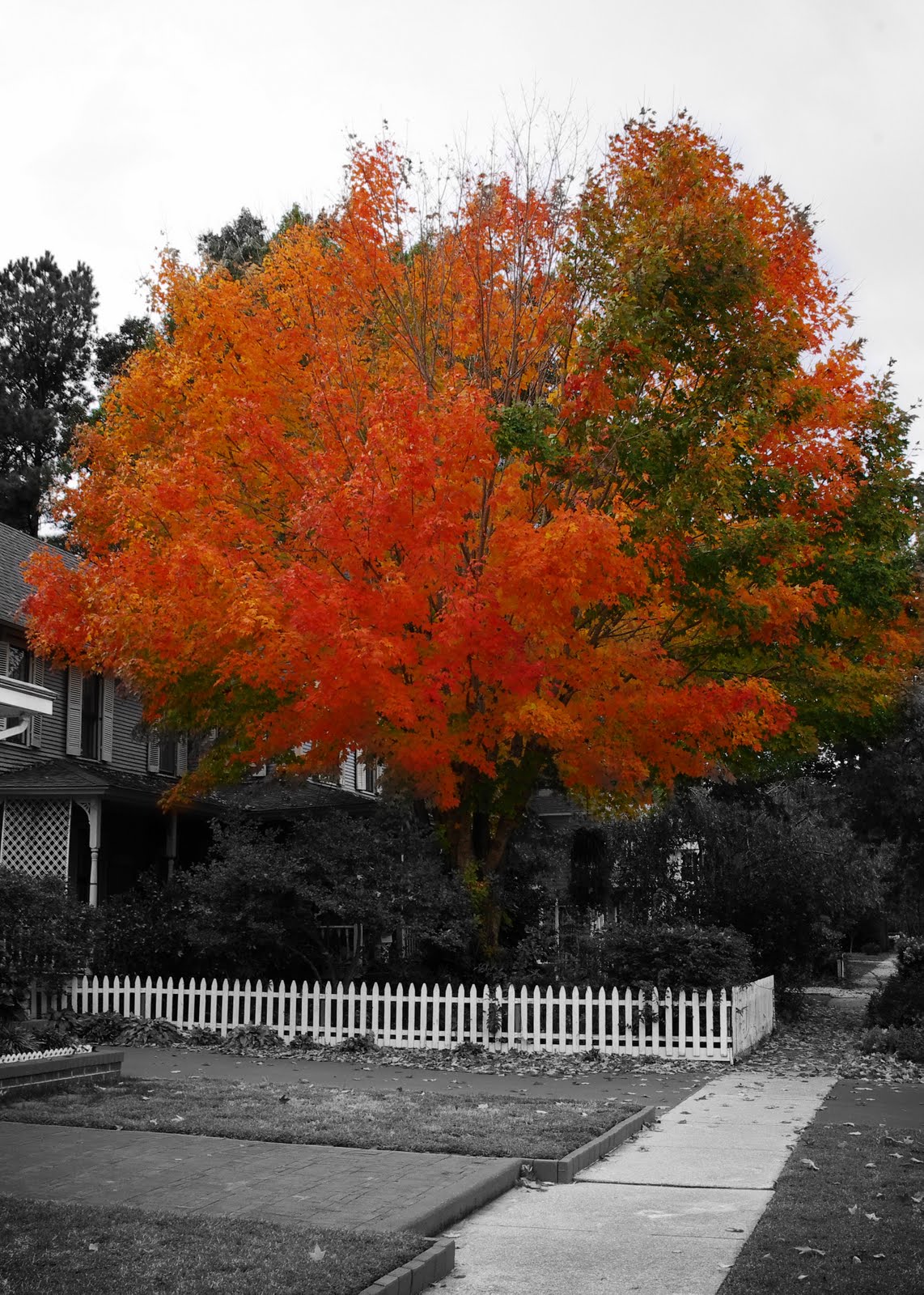 Chrissy Benton Photography: Color Pop