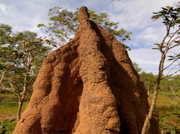 Musamus - Wisata Rumah Semut PapuaSrikandi Papua Srikandi Papua | Bidan ...