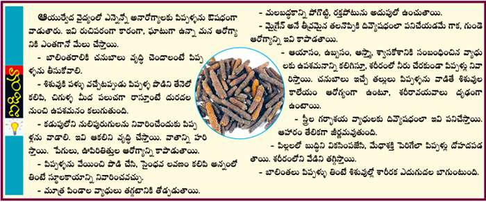TELUGU WEB WORLD: HEALTH BENEFITS WITH INDIAN LONG PEPPER - PIPPALLU ...