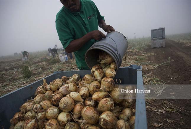 Vegetable Machinery & Fruit Machines: Analysis of Mexican Onion Processing