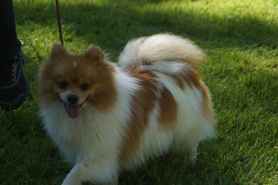 Dreamwishes Blogg: Valpar Väntas, Tysk Spets Mittel- Kleinspitz