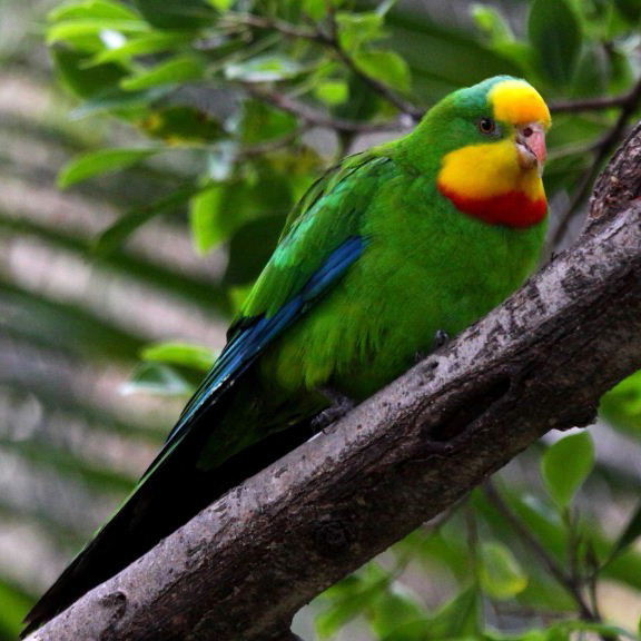 Barraband Parakeet birds - Wallpapers Free