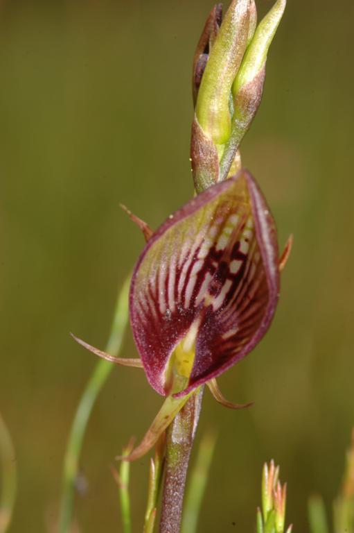 The Nature of Robertson: Cryptostylis erecta (the Bonnet Orchid, or ...