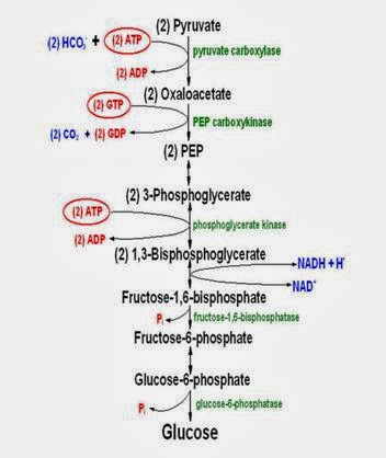 Bioquimica: Rutas Metabolicas ( Glucogenesis-Gluconeogenesis-Glucolisis)