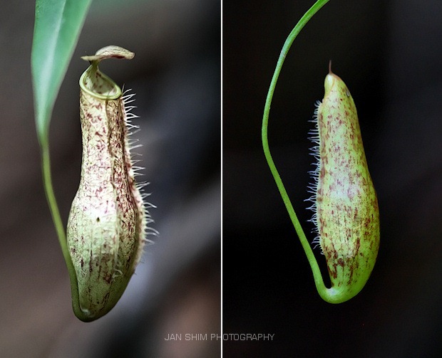 Kate Campbell's Word Garden: Carnivorous Plants -- Find out what's for ...