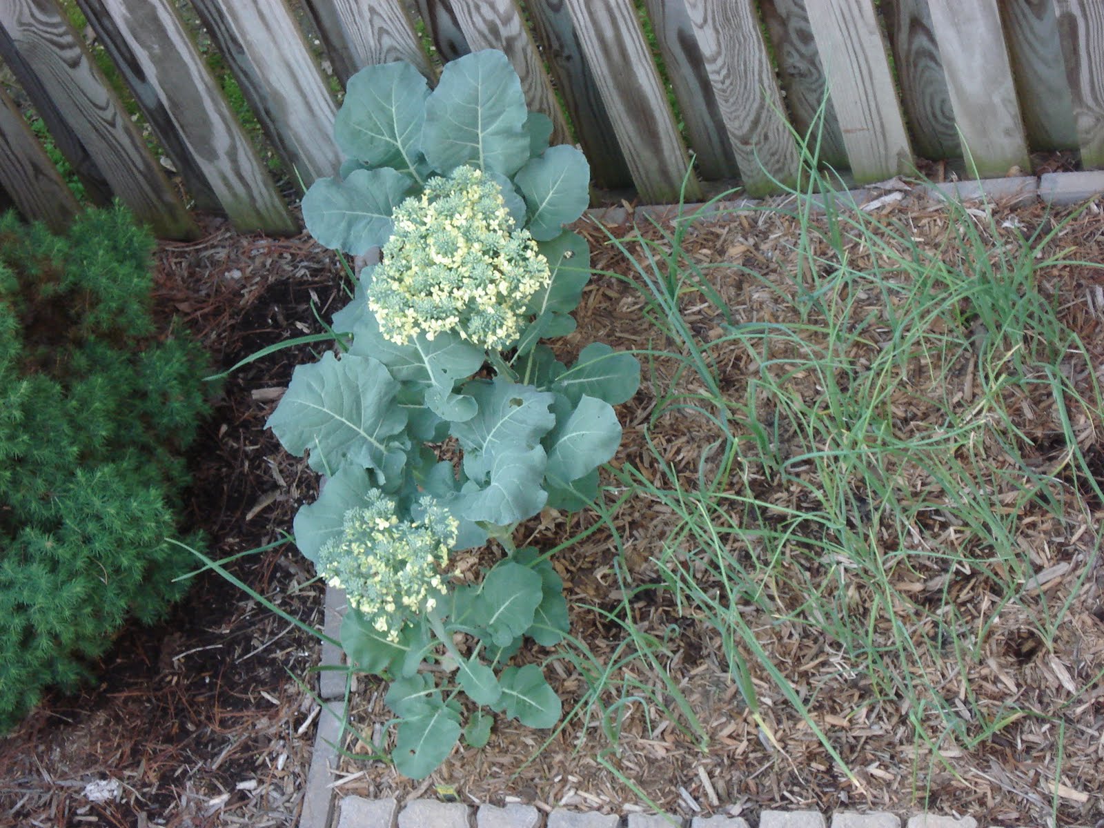 Bumble Lush Garden: The Broccoli Bolted