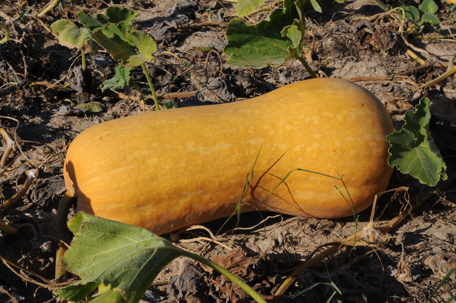 parslar: KABAKTAN TOHUM ALMA