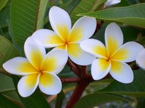 Cara Menanam Bunga Kamboja - Aneka Tanaman Hias (ATH)