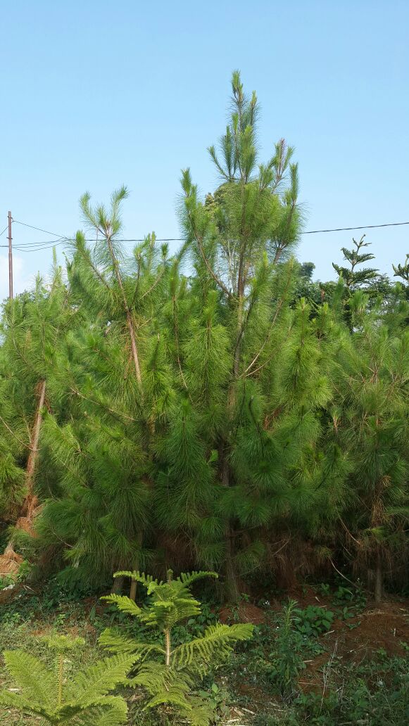Jual Pohon Cemara Pinus ~ Tukang Taman Serpong BSD TLP 081380548055