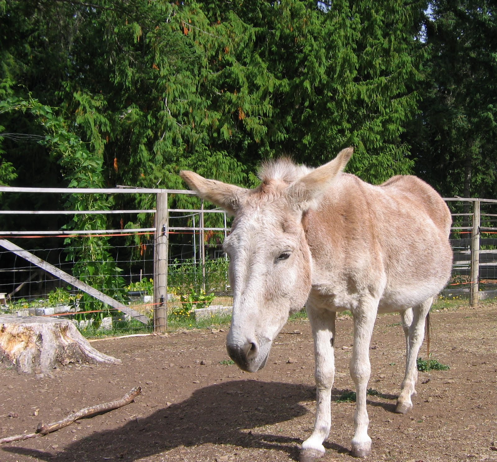 A Donkey Diary: The donkeys today