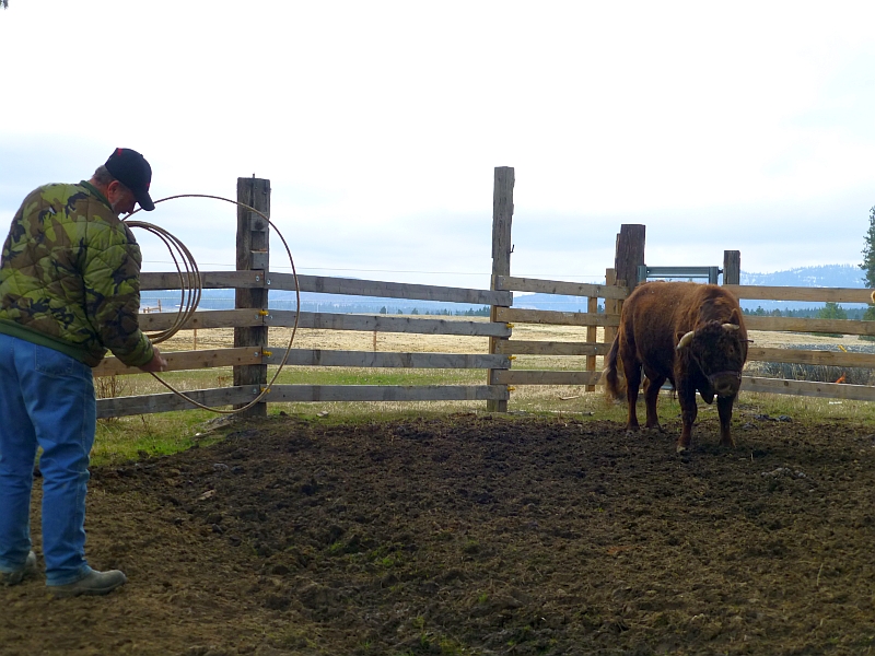 Rural Revolution: Bull roping