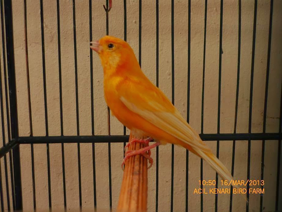 Gambar Foto Hewan: gambar kenari juara 1