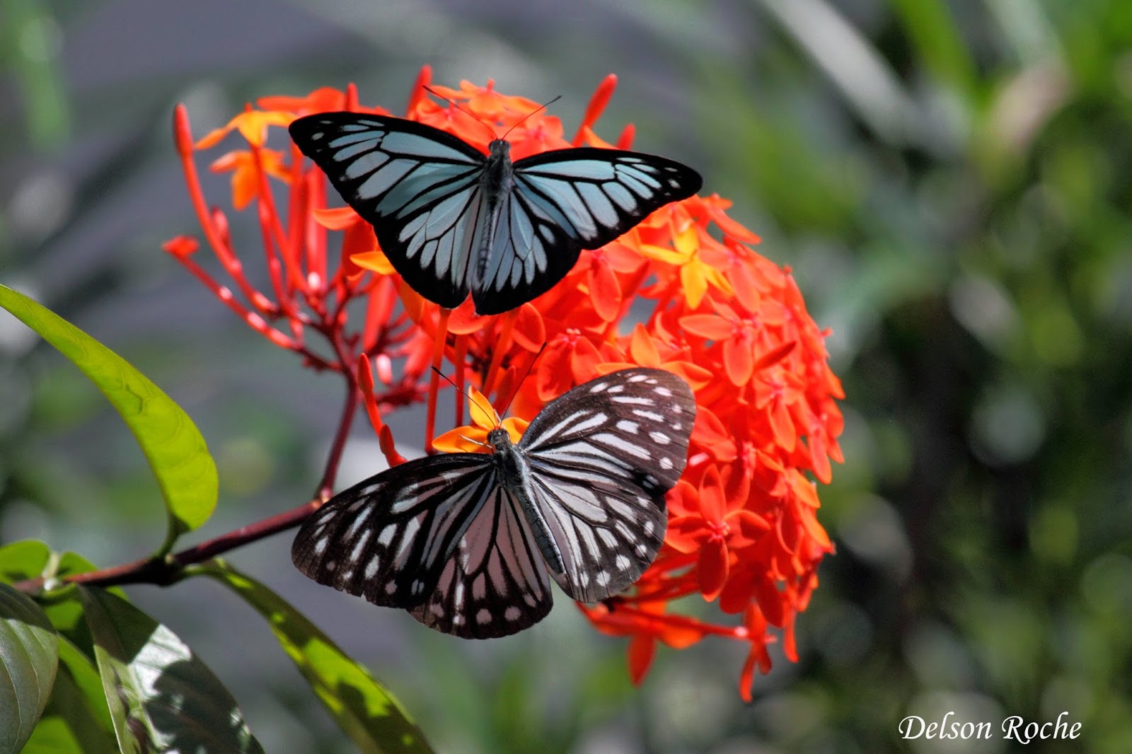 Friendly Animals: Common Wanderer