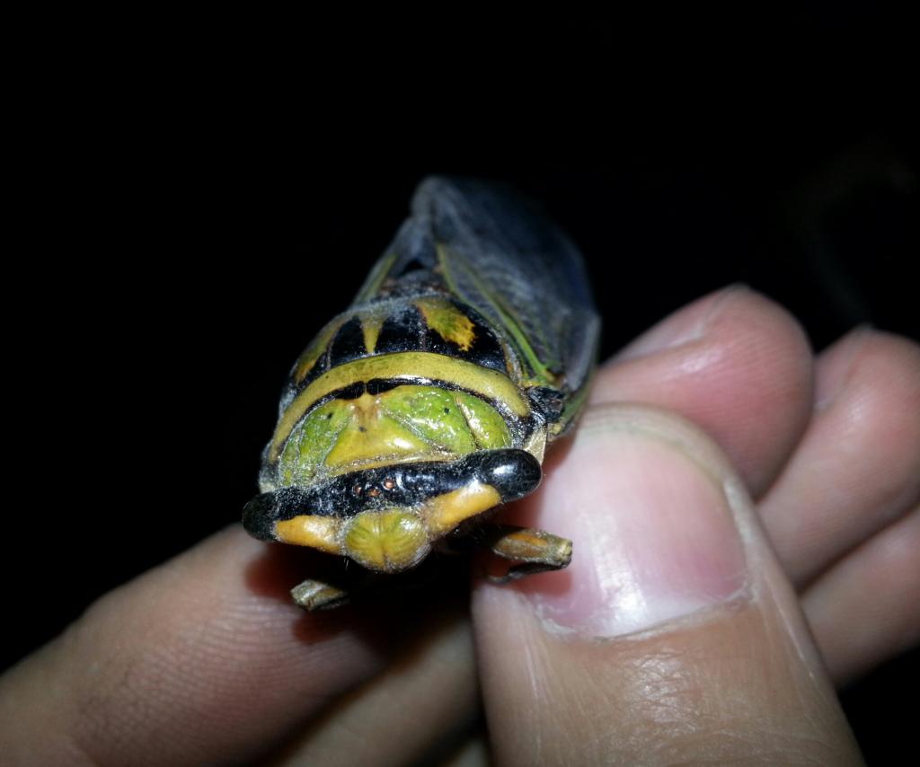 Datos curiosos de los Cuyuyos