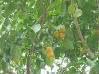 Padang Jawa - Masih Ku Ingat, Dulu Lain Sekarang Lain: Sentul - Buah ...