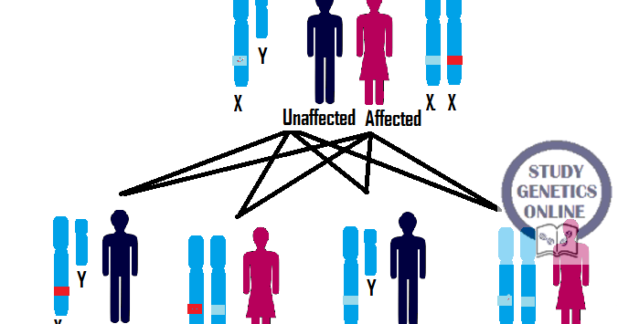 Study Genetics Online: X-linked dominant inheritance