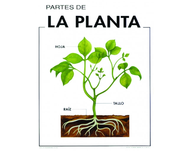 Ciencias Naturales CEUJA 17: ACTIVIDAD 5. PARTES PRINCIPALES DE UNA PLANTA