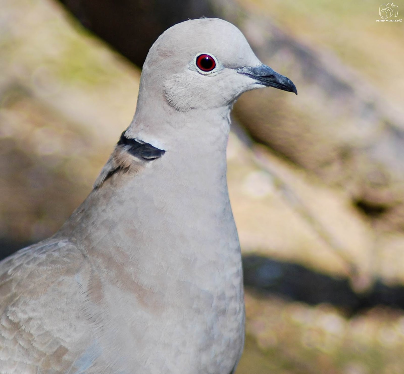 Las excursiones de Murillo "murillonature": Tórtola turca (Streptopelia ...