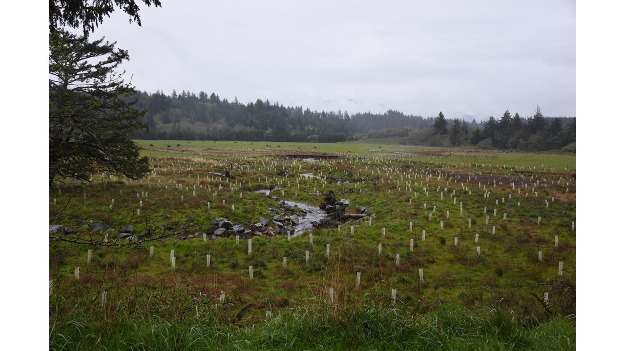 Wandering Environmentalist: Pasture Stream Restoration