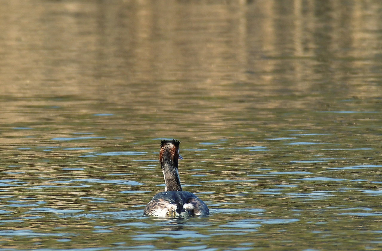 Jozef van der Heijden - Natuurfotografie: Fuut man in eerste winterkleed