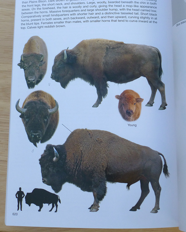 Bovines of the world by Jose R Castello Book Review | Gadget Review
