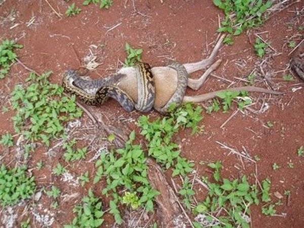 Dangerous snakes: 27 Pictures of a Snake Attack