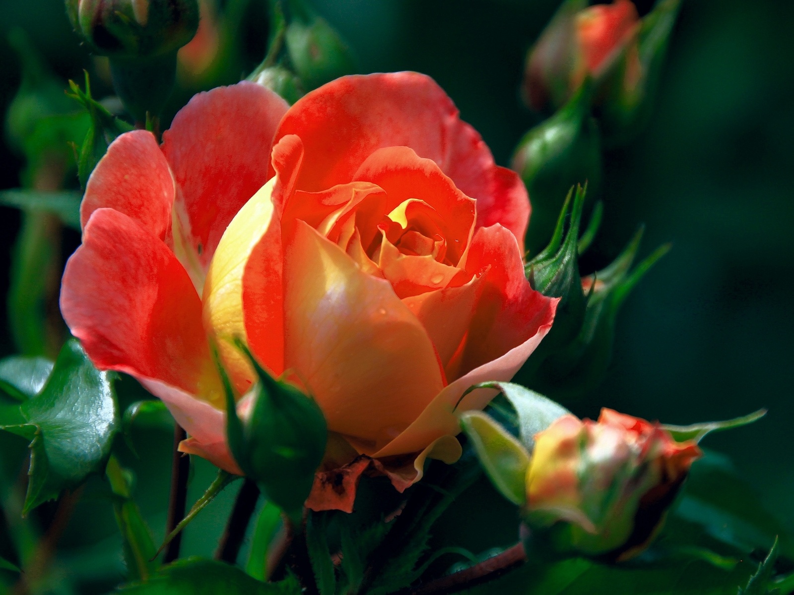 Fotografías de rosas color salmón