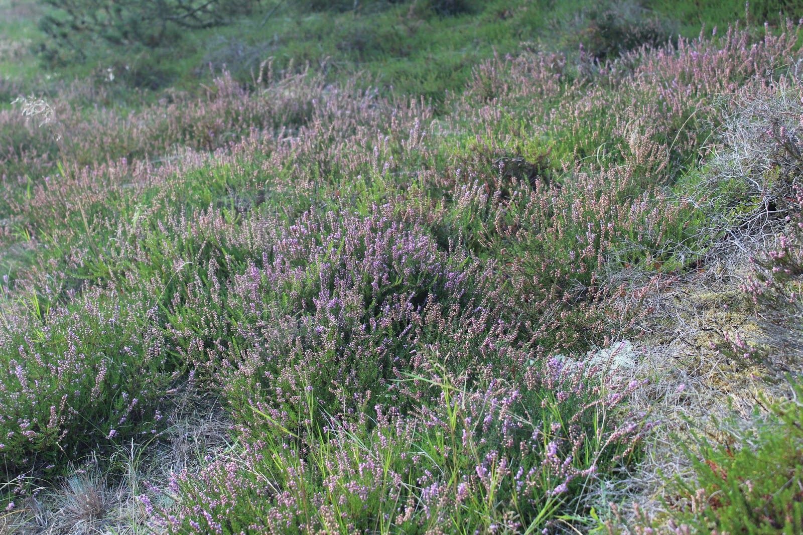 Aavangs have: Lyngen på Rømø.