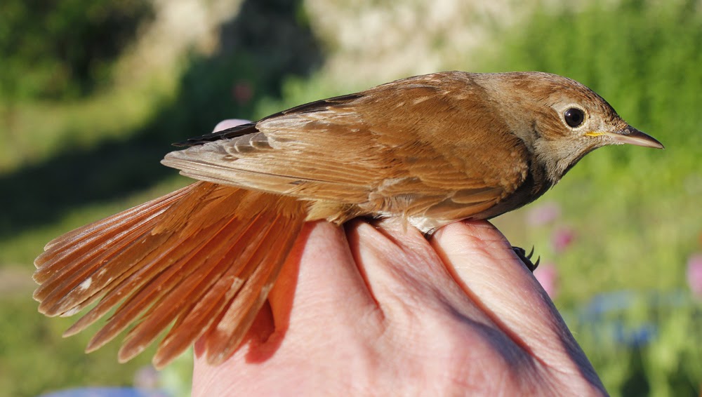 Another Bird Blog: CES Menorca Style