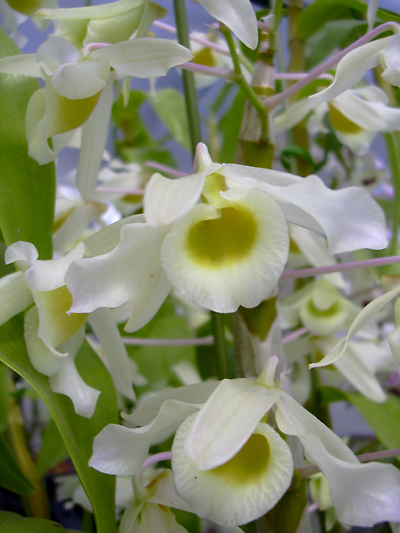 Den. signatum 'Yamamoto97' | Dendrobium Blog
