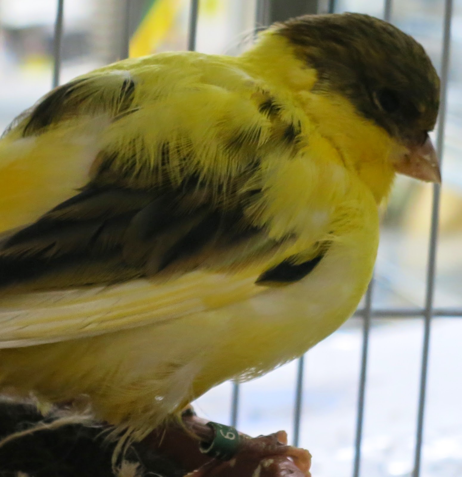 Canary Tales: Troubleshooting Youngsters - Part 3 - Undershot "Slipped ...