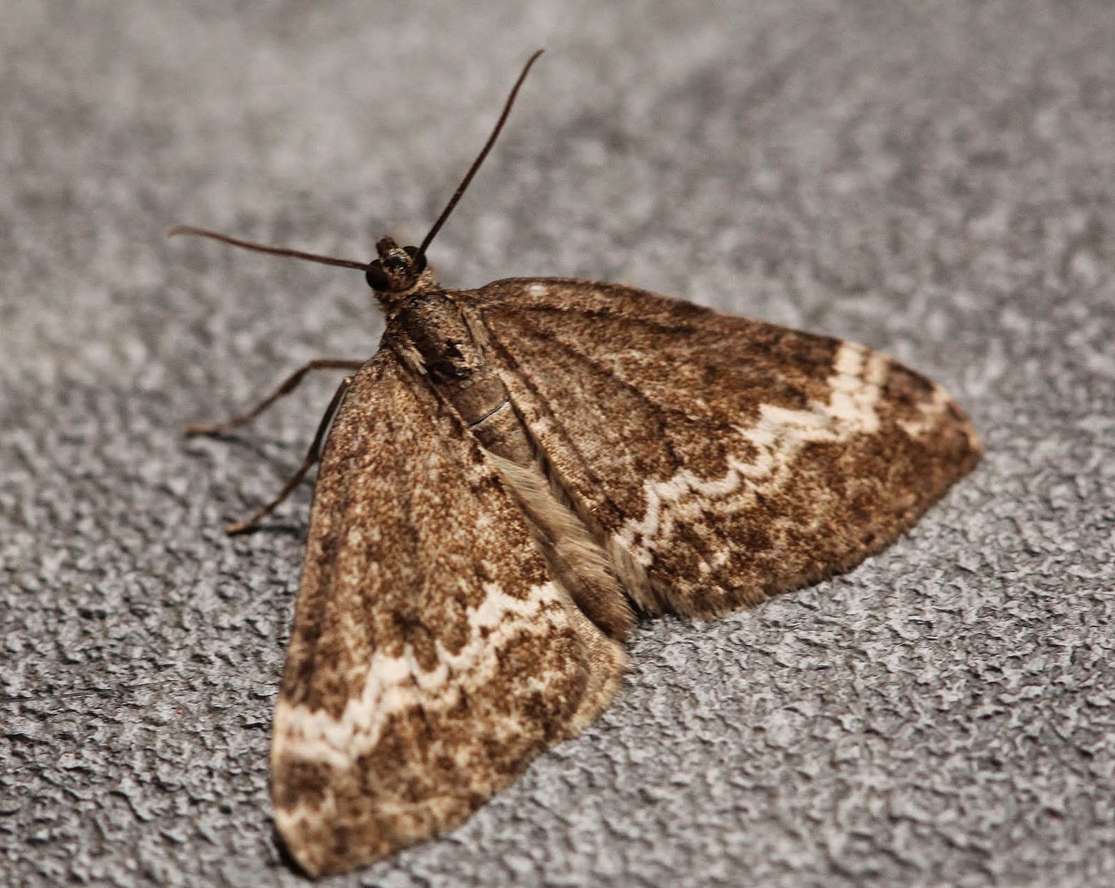 The Garden Moth Challenge: Another 21 species to add.Up to 33 with best ...