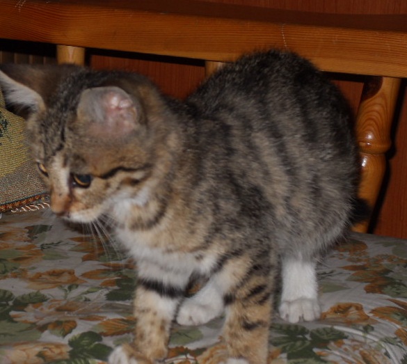 CUOREDICANE: DOLCISSIMA GATTINA TIGRATA 2 MESI - ROMA