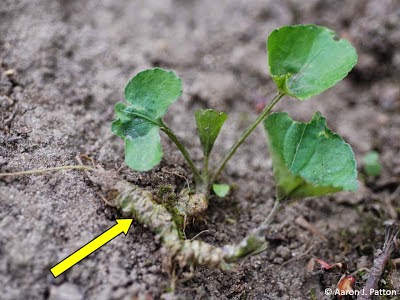 Rutgers Master Gardeners of Burlington County Blog: Weed of the Week ...