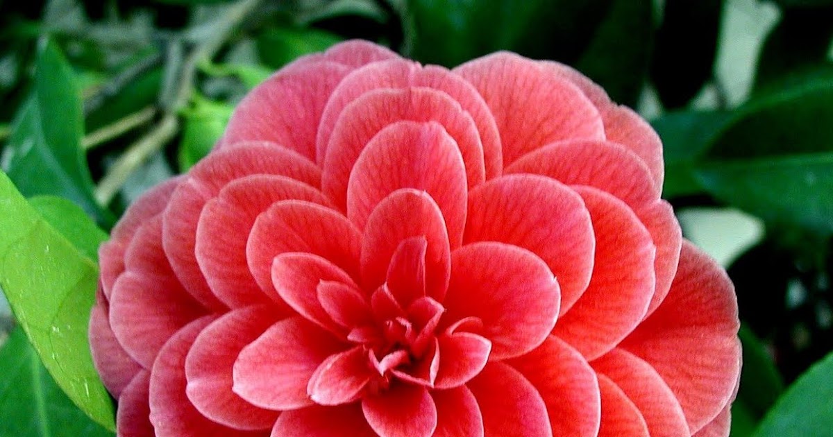 Tren 37+ Jenis Jenis Bunga Mawar Dan Nama Latinnya