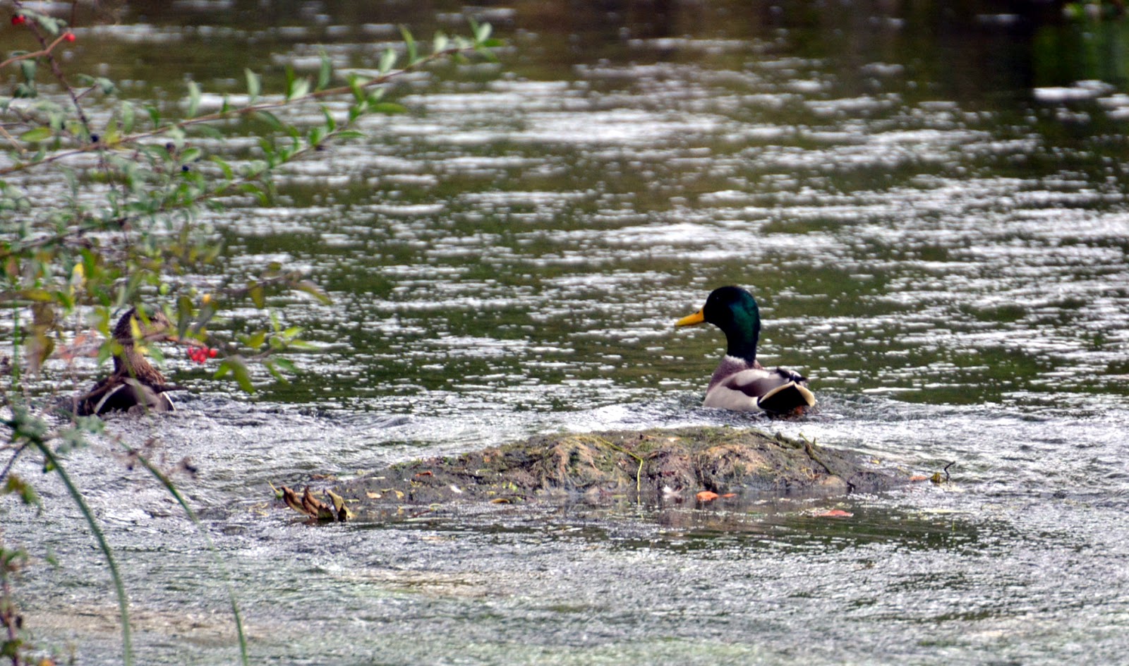 Diary of a Riverkeeper on the River Test, Hampshire: Careful Corvids ...