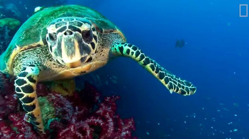 White Wolf : Marine Biologist Discovers the First Biofluorescent Sea Turtle