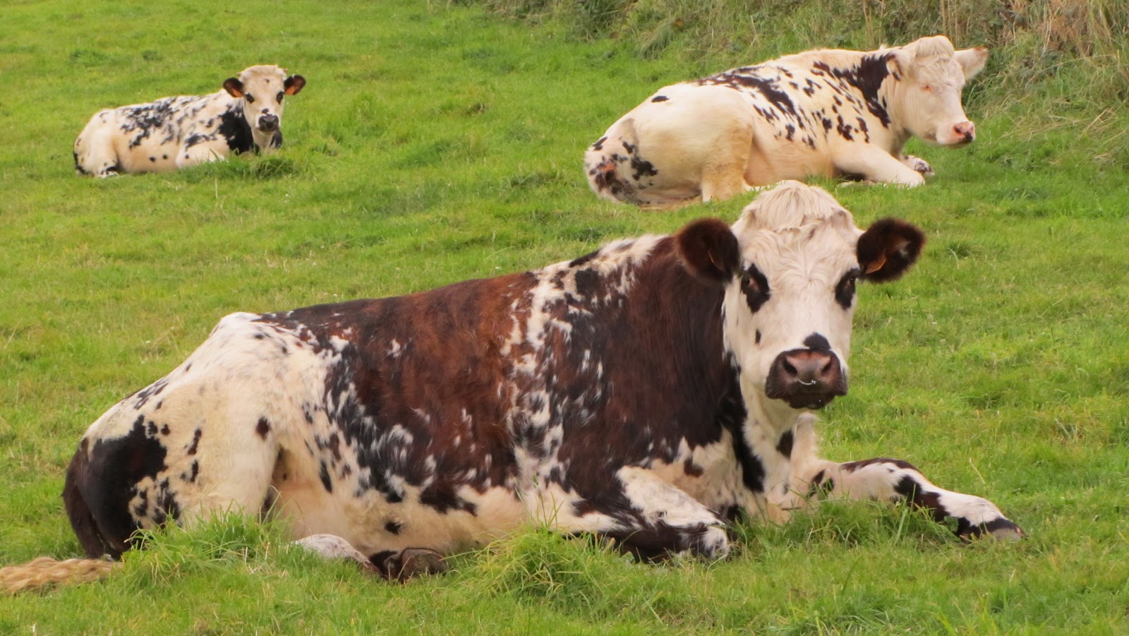 LA VACA NORMANDA: LA ESTRELLA DEL BLOG